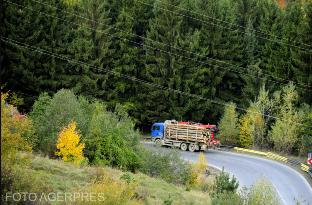 Măsuri noi pentru stoparea furtului de lemne. Mircea Fechet: Ne ...