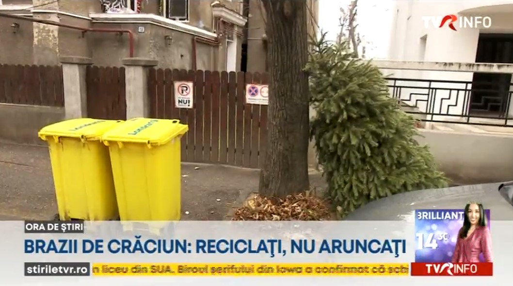 După sărbători, cei mai mulți brazi sunt aruncați la colțul blocului ...