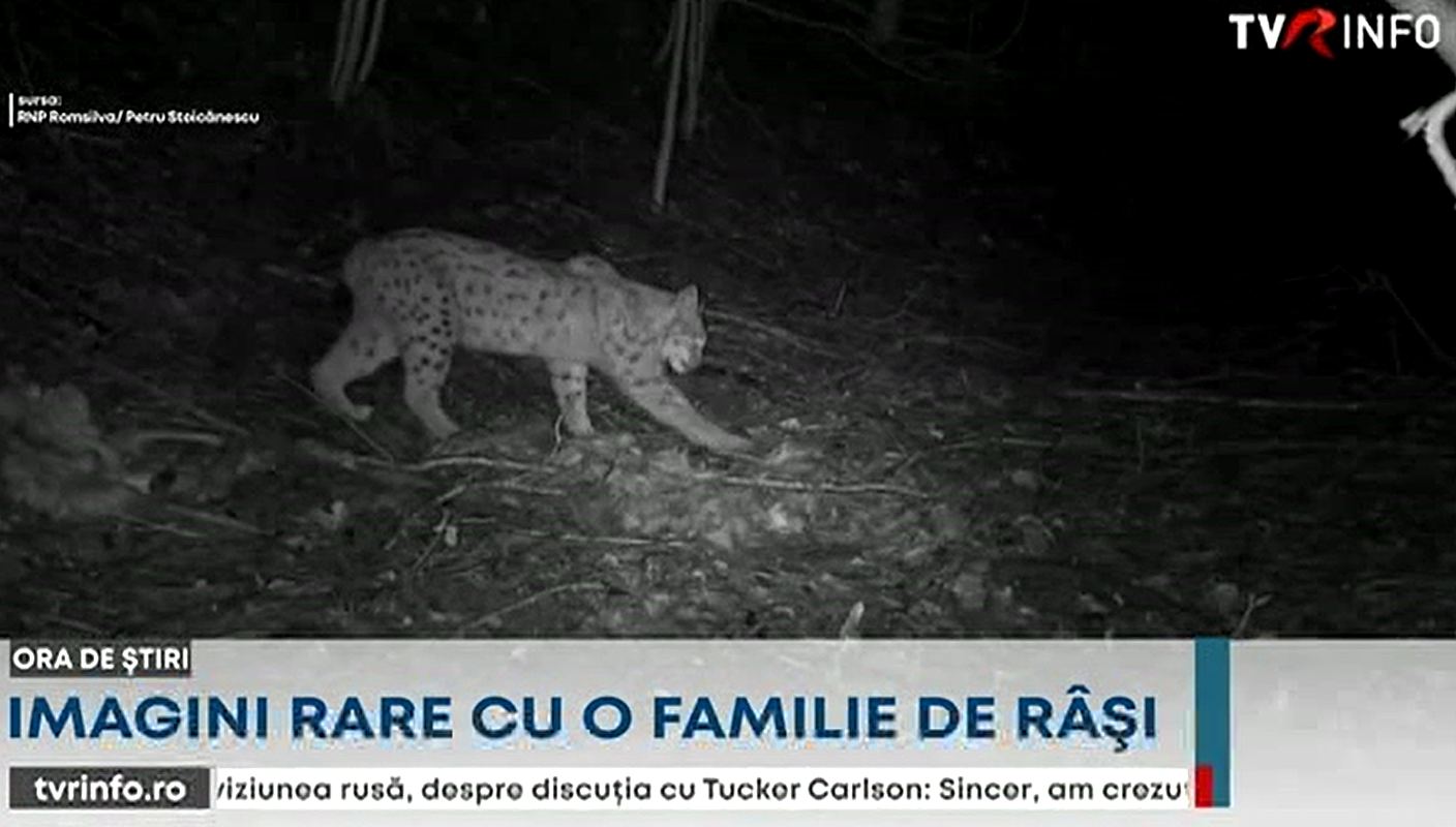 Imagini rare cu o familie de râși, într-o pădure din Caraş-Severin ...