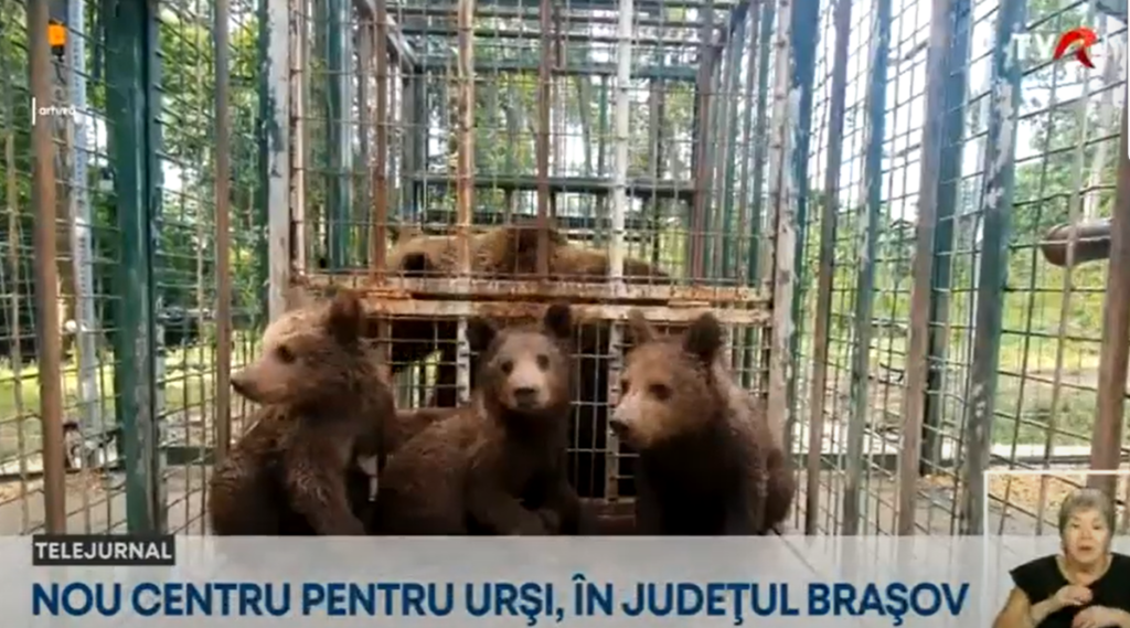 Centru dedicat urșilor gunoieri, la Timișu de Sus. Vor fi supravegheați ...