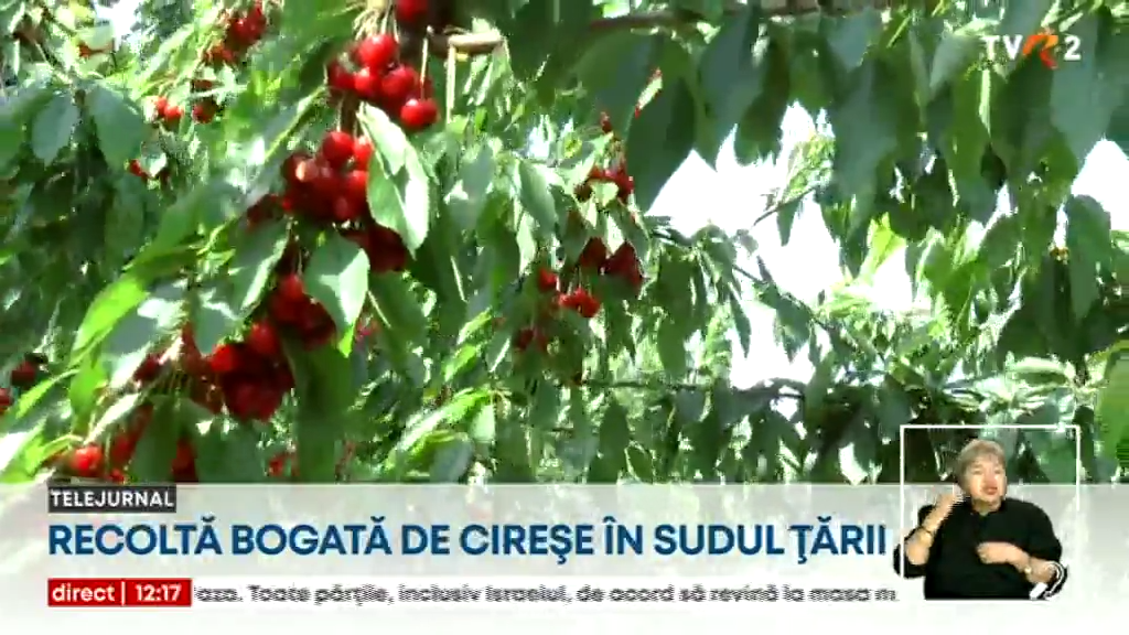 Culesul cireșelor de mai a început cu două săptămâni mai devreme în ...