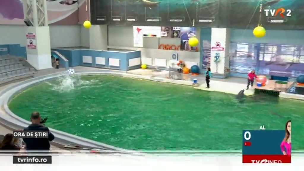 Primul pui de delfin născut în Delfinariul din Constanţa a participat ...