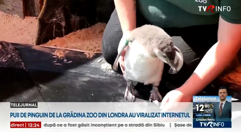Imaginile nostime ale zilei: spectacol cu pui de pinguin la Zoo Londra ...