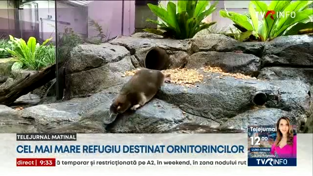 Primul refugiu din lume dedicat ornitorincilor a fost construit în ...