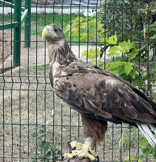 Păsări răpitoare, maimuțe, o cămilă și un cangur alb, găsite de ...