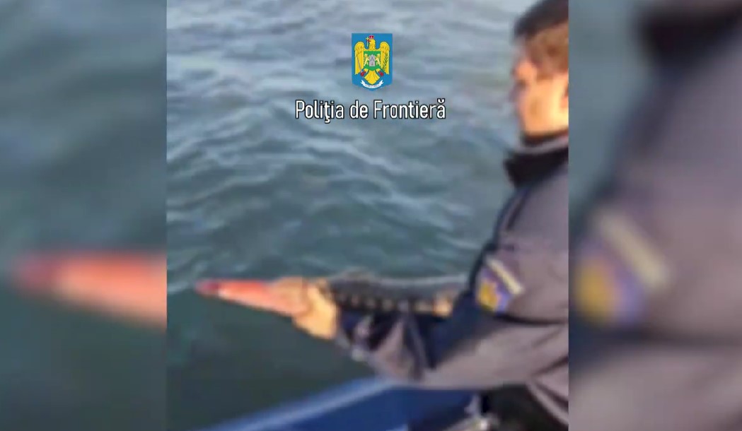 Șapte exemplare de sturion au fost redate mediului natural. Un ...