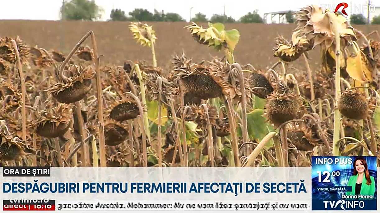 Despăgubiri pentru fermierii afectați de secetă. Banii intră în ...