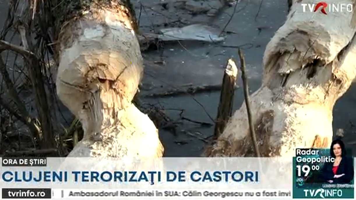Castorii, micii ”teroriști” din Cluj-Napoca. Au construit două baraje ...