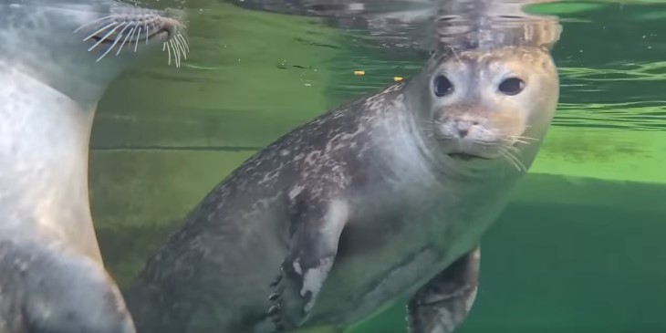 Animale unice în ţară, la Zoo Braşov: pinguini, lei de mare și foci ...