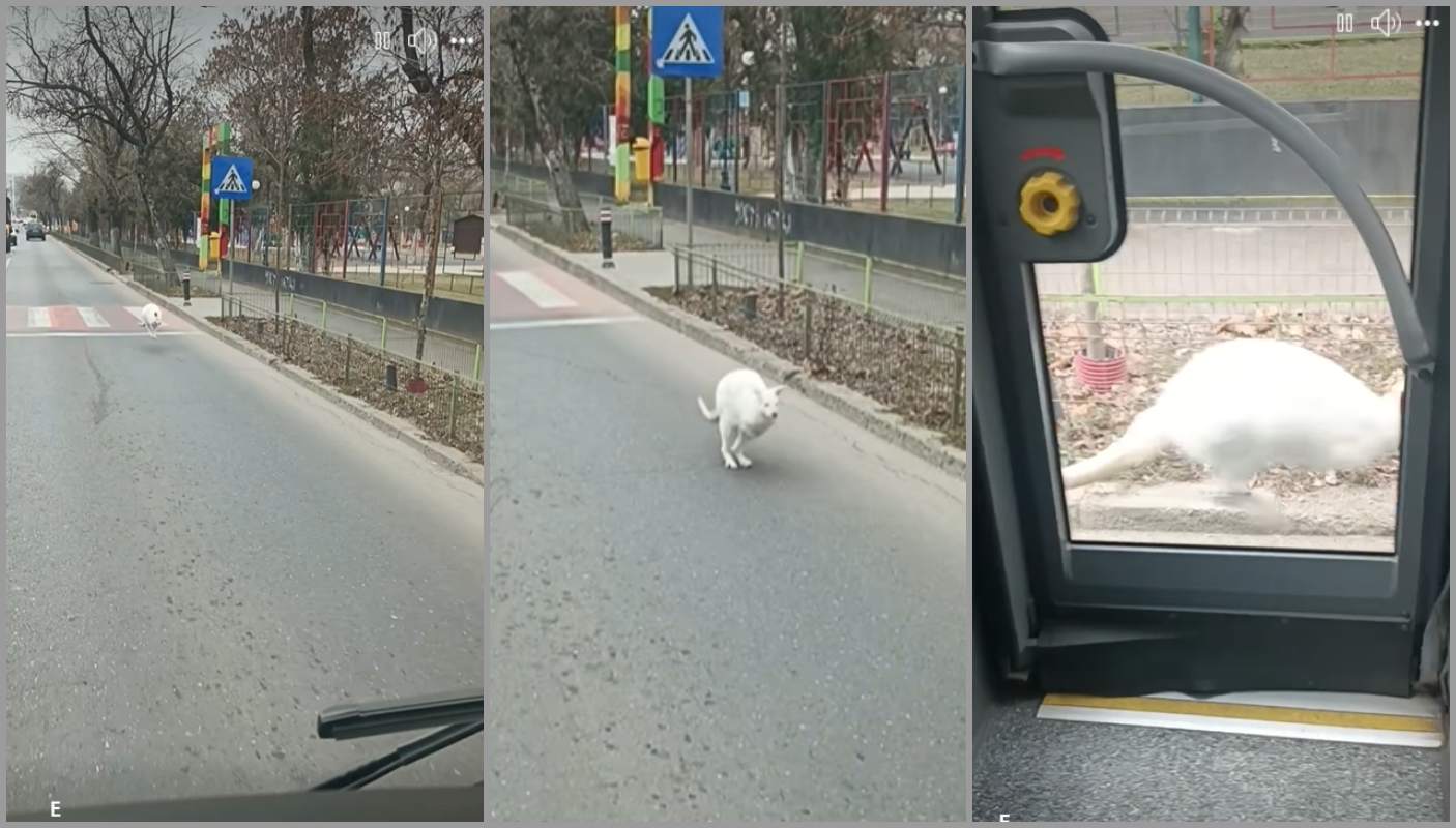 VIDEO Pui de cangur alb găsit pe o stradă din Sectorul 5. Scăpase din ...