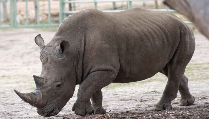 Un bărbat a încercat să atace un rinocer la Grădina Zoologică din Basel ...