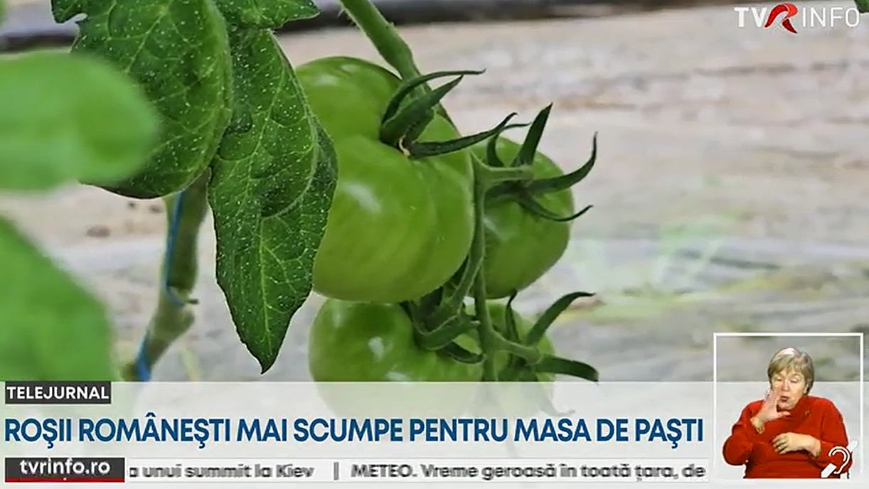 Roșii românești mai scumpe, pentru masa de Paști | Site-ul de stiri al TVR