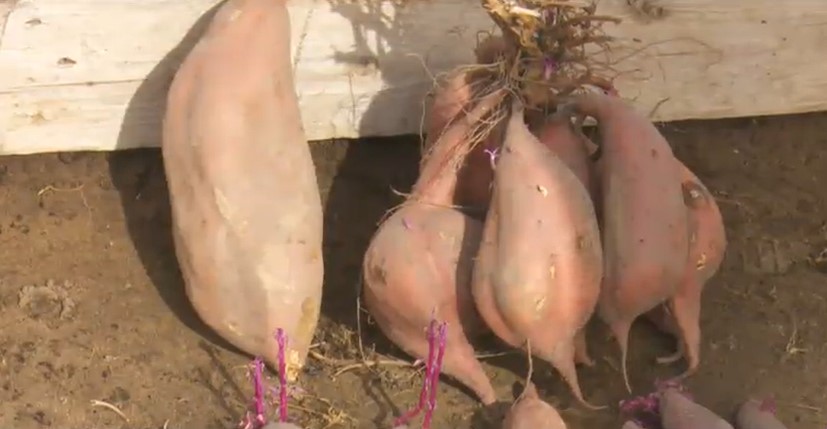 Cartoful dulce câştigă teren la Dăbuleni, după ani de studii la ...