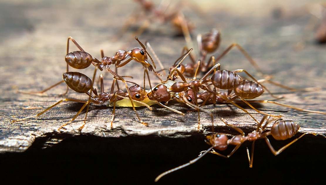 O specie de furnică agresivă se răspândeşte în nordul Germaniei | Site ...