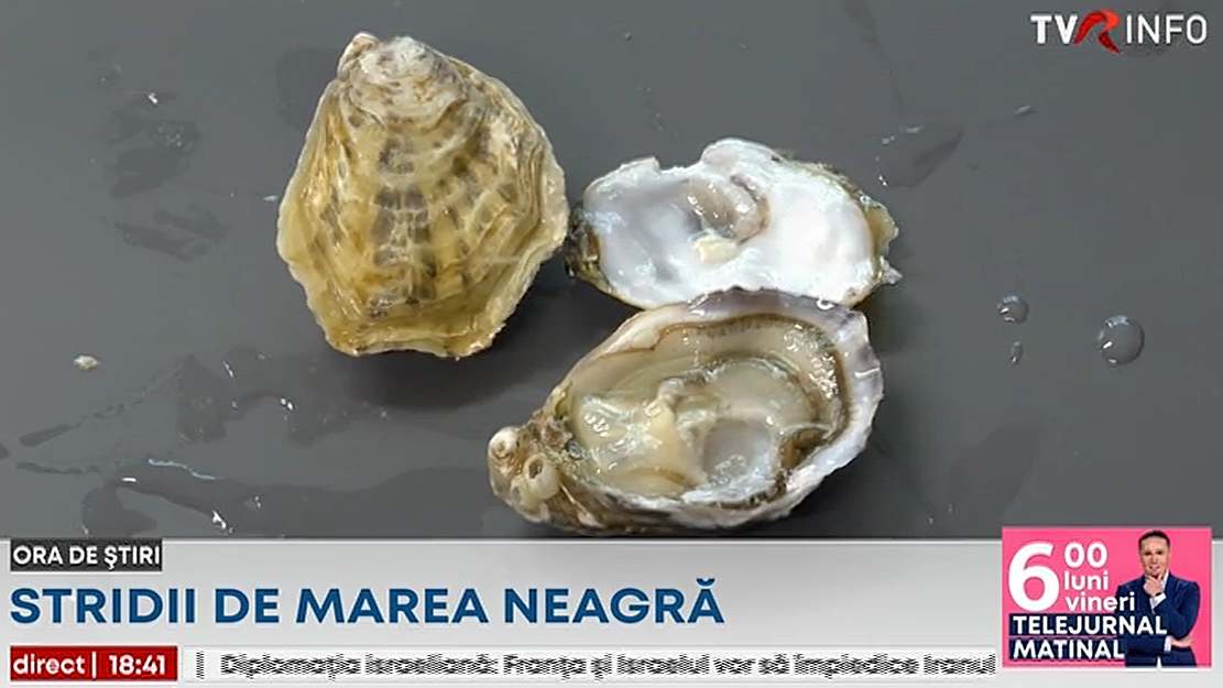 Stridiile din Marea Neagră, mai bune decât cele din Mediterană. Fermele ...