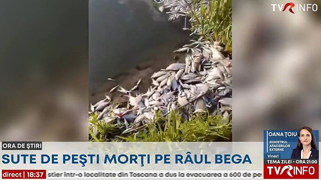 Sute de pești morți pe râul Bega | Site-ul de stiri al TVR