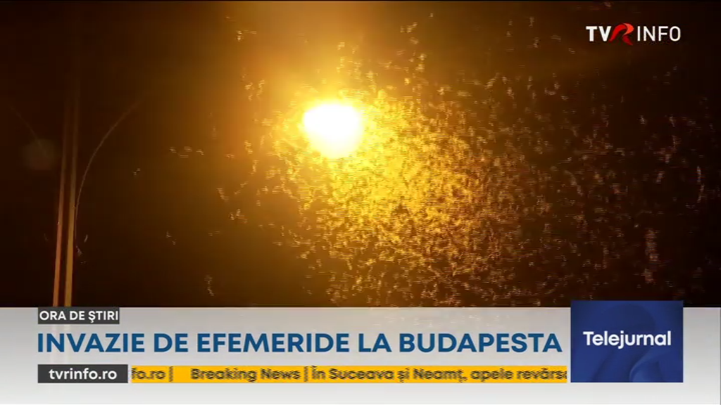 Invazie de insecte în unele zone din Europa, pe fondul precipitațiilor ...