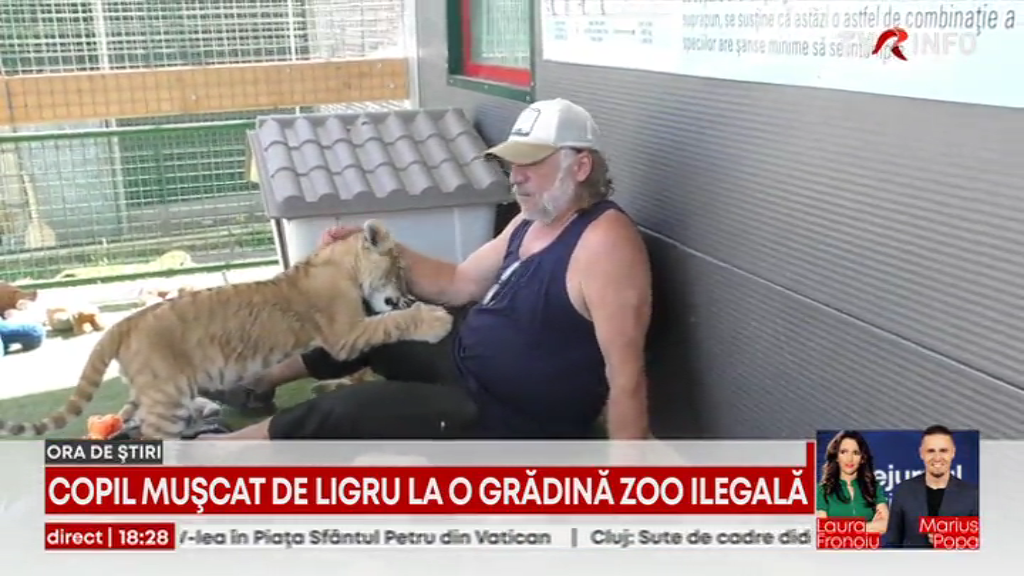 Un copil a fost mușcat de un ligru la o grădină zoologică ilegală din ...