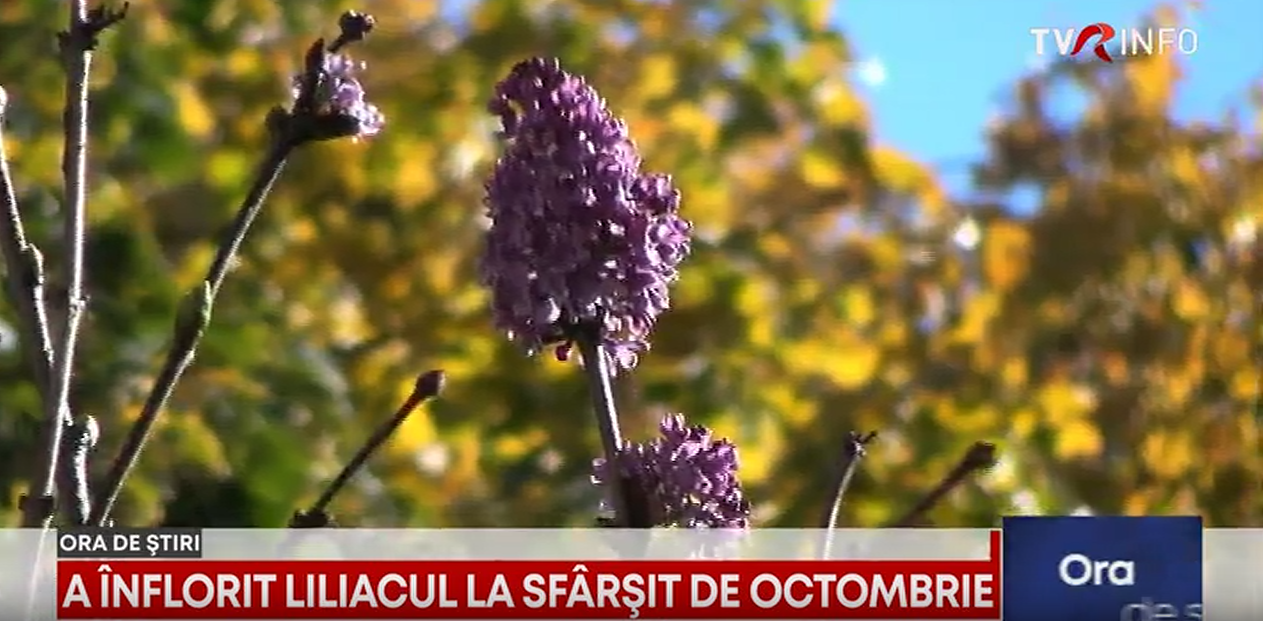 Liliac înflorit în plină toamnă, la Reșița. Specialiștii: „E un semn al ...