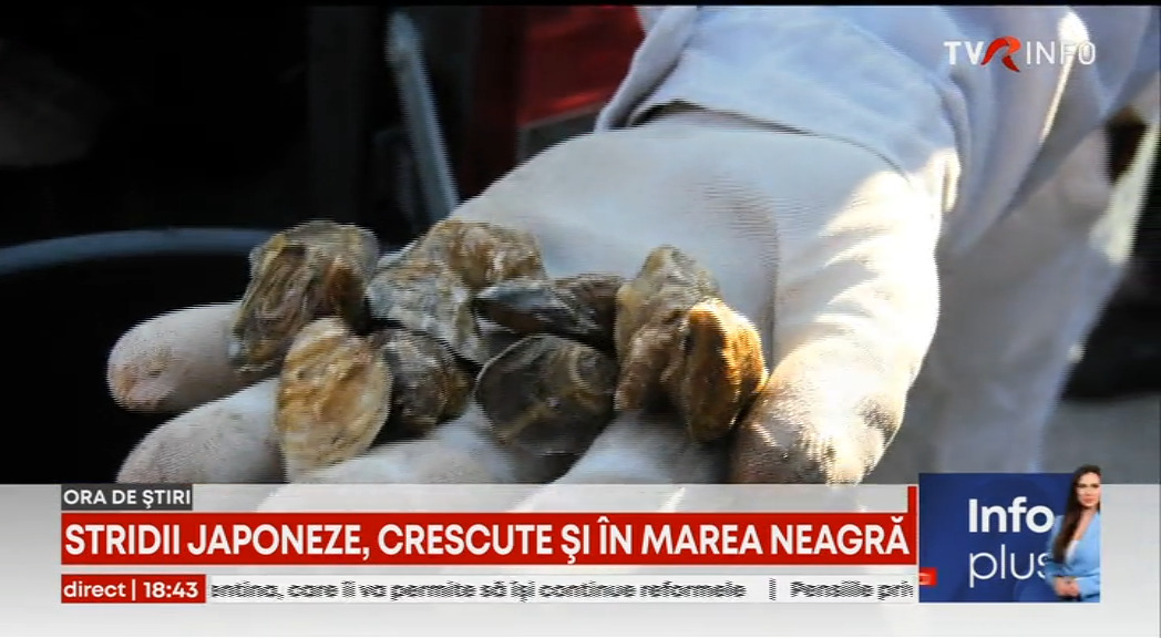 Specia marină care s-a aclimatizat cu succes în România. Stridii ...