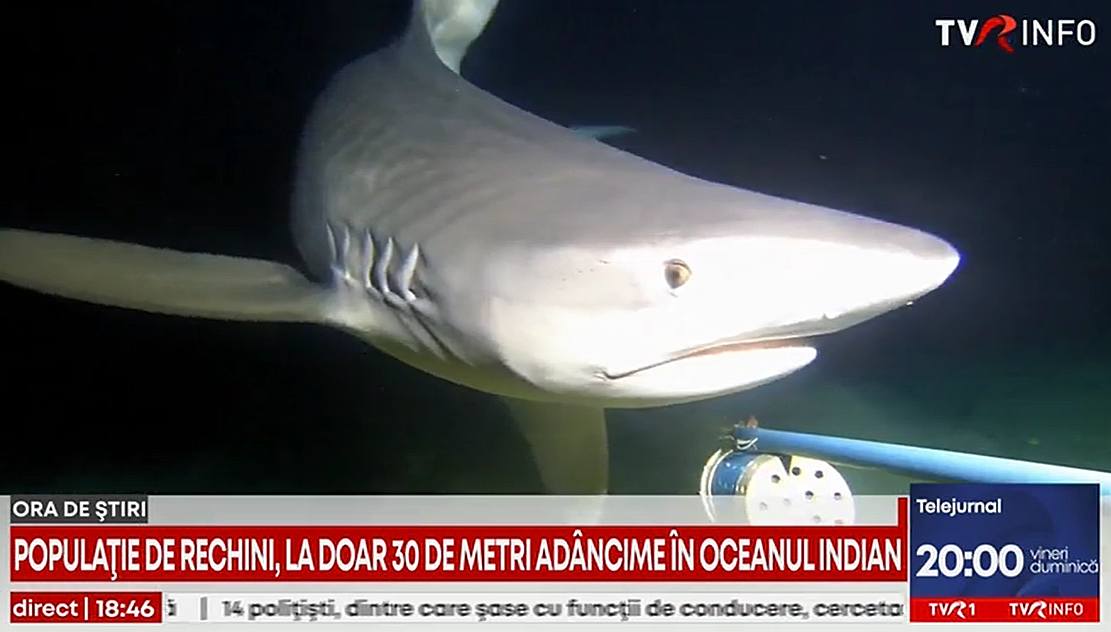 Populație de rechini, la doar 30 de metri adâncime în Oceanul Indian ...
