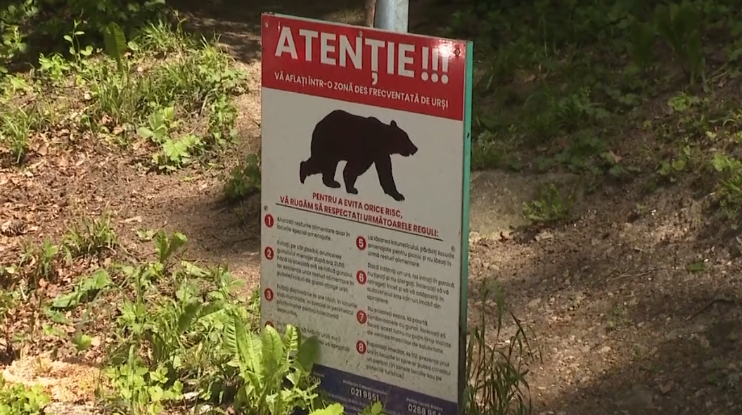 Un urs a fost împușcat în Poiana Brașov | Site-ul de stiri al TVR
